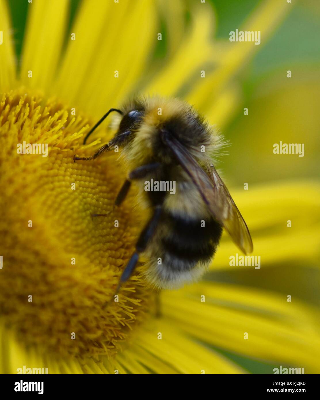 Cute bumblebee hi-res stock photography and images - Alamy