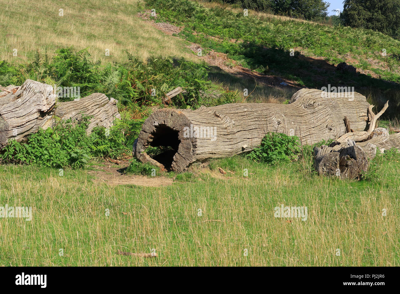 Partly fallen tree hi-res stock photography and images - Alamy