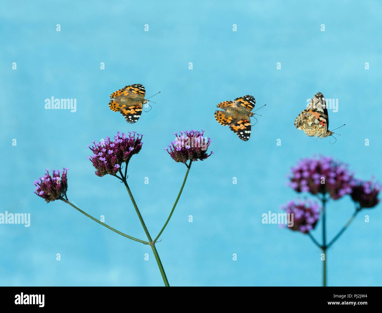 Painted Lady Butterfly Cynthia cardui in flight sequence Stock Photo ...