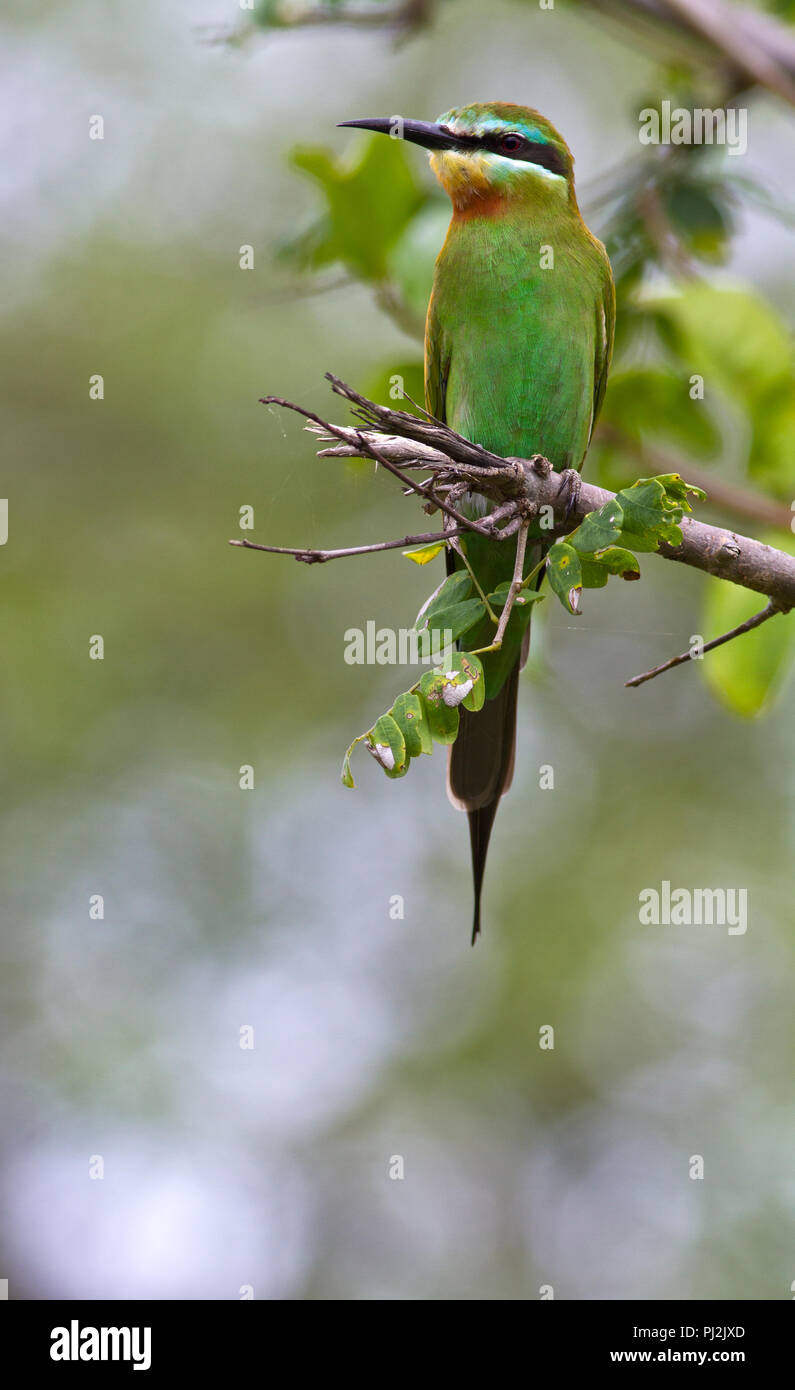 Large flocks of these noisy migratory birds arrive with the rains ...