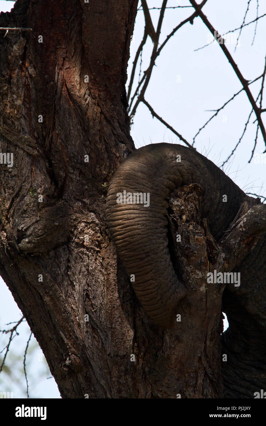 African elephant acacia bark hi-res stock photography and images - Alamy