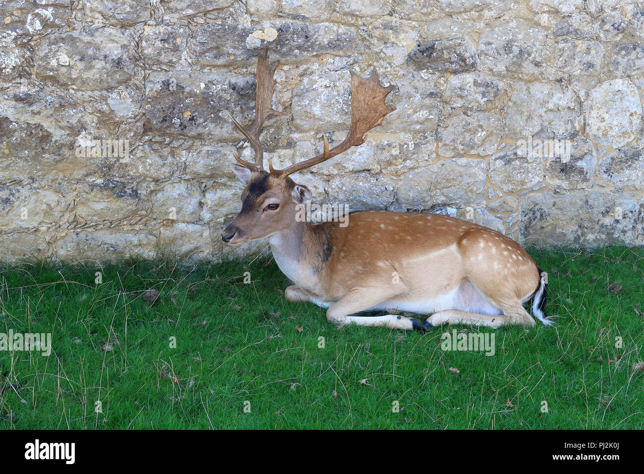 A beautiful Fallow deer resting by an old brick wall Stock Photo - Alamy