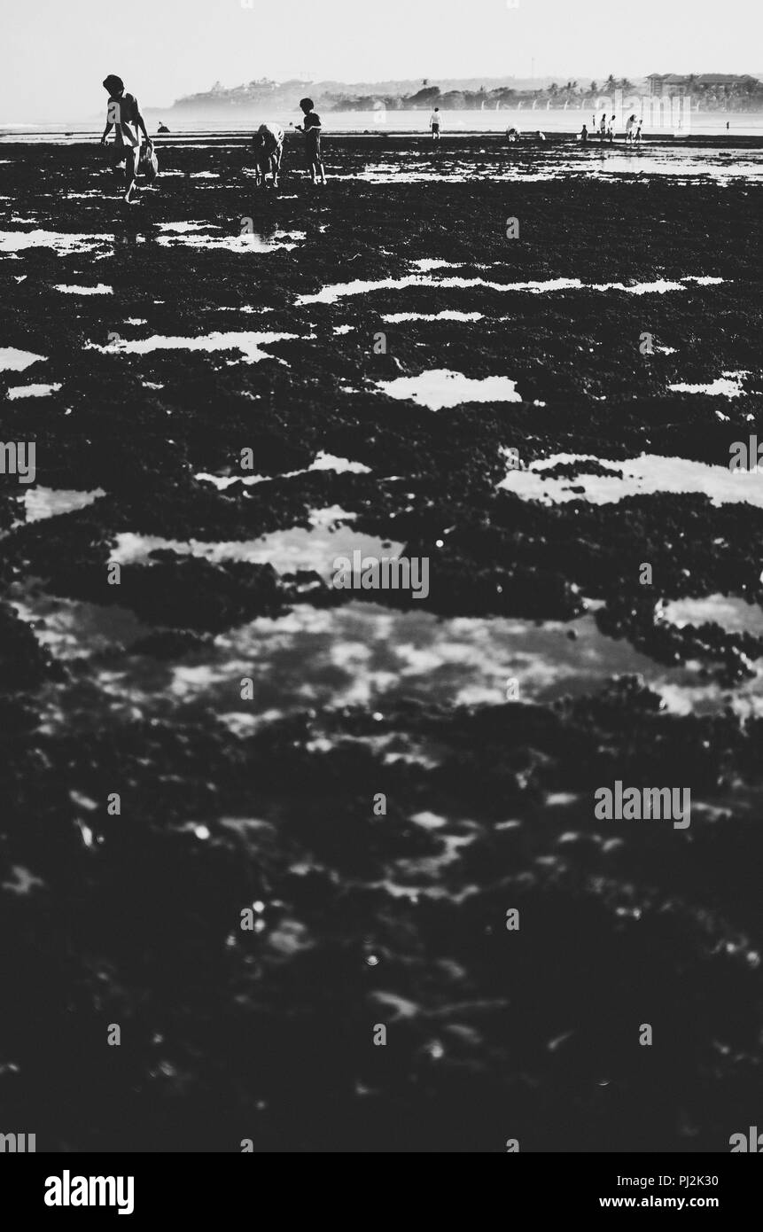 Black and White photo of People Collecting Fish And Shells; Everyday ...