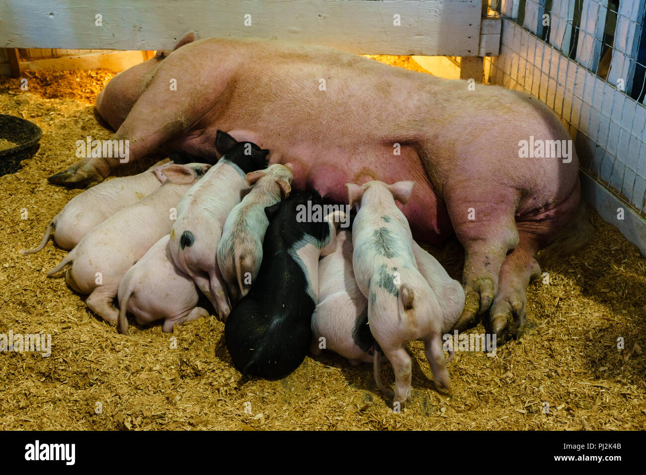 Nursing pig hi-res stock photography and images - Alamy