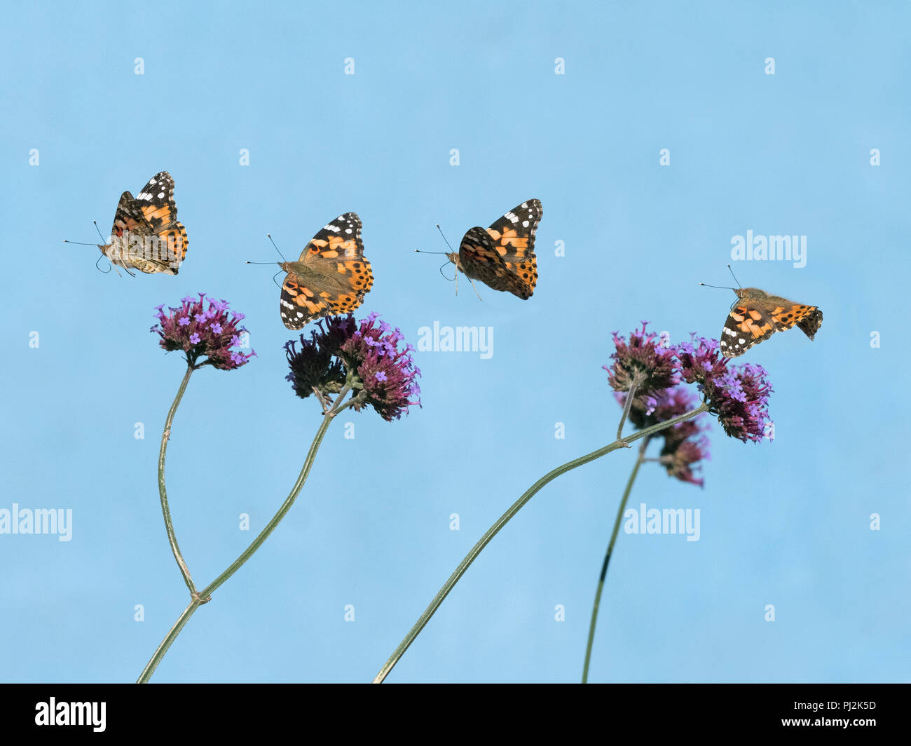 Sequence butterfly hi-res stock photography and images - Alamy