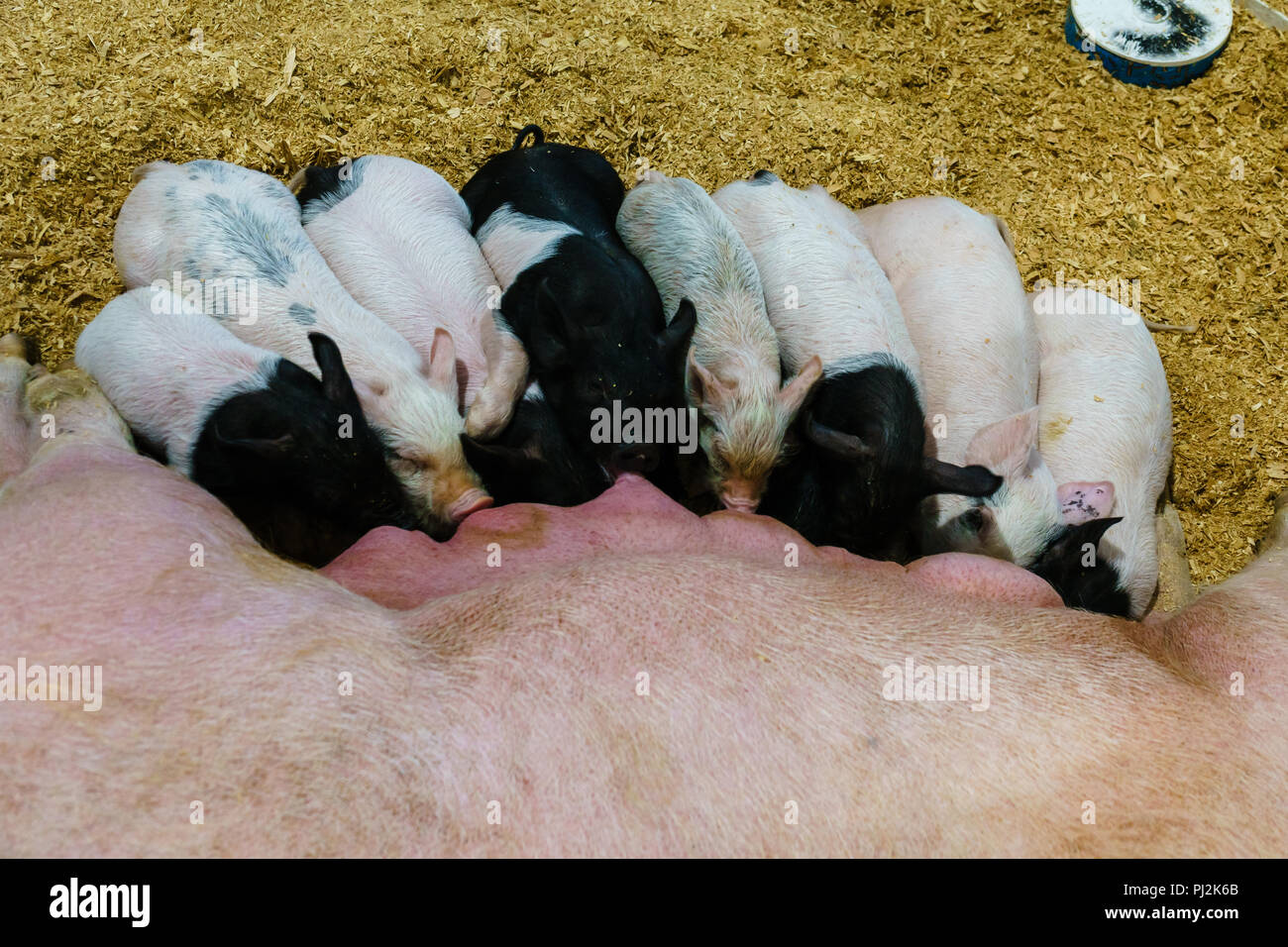 Nursing pig hi-res stock photography and images - Alamy
