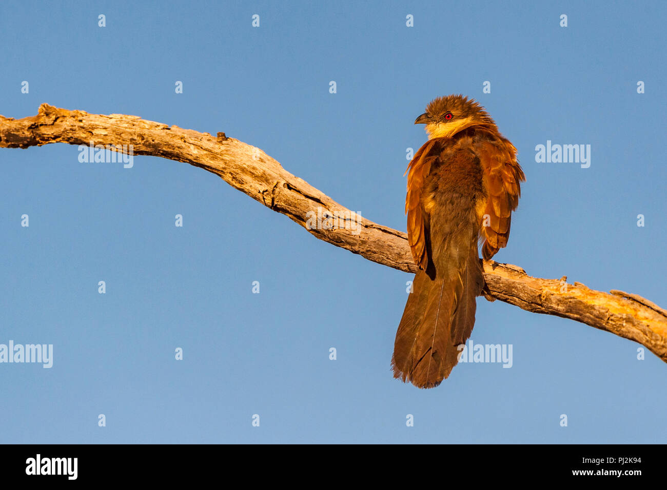 Senegal coucal centropus senegalensis hi-res stock photography and ...