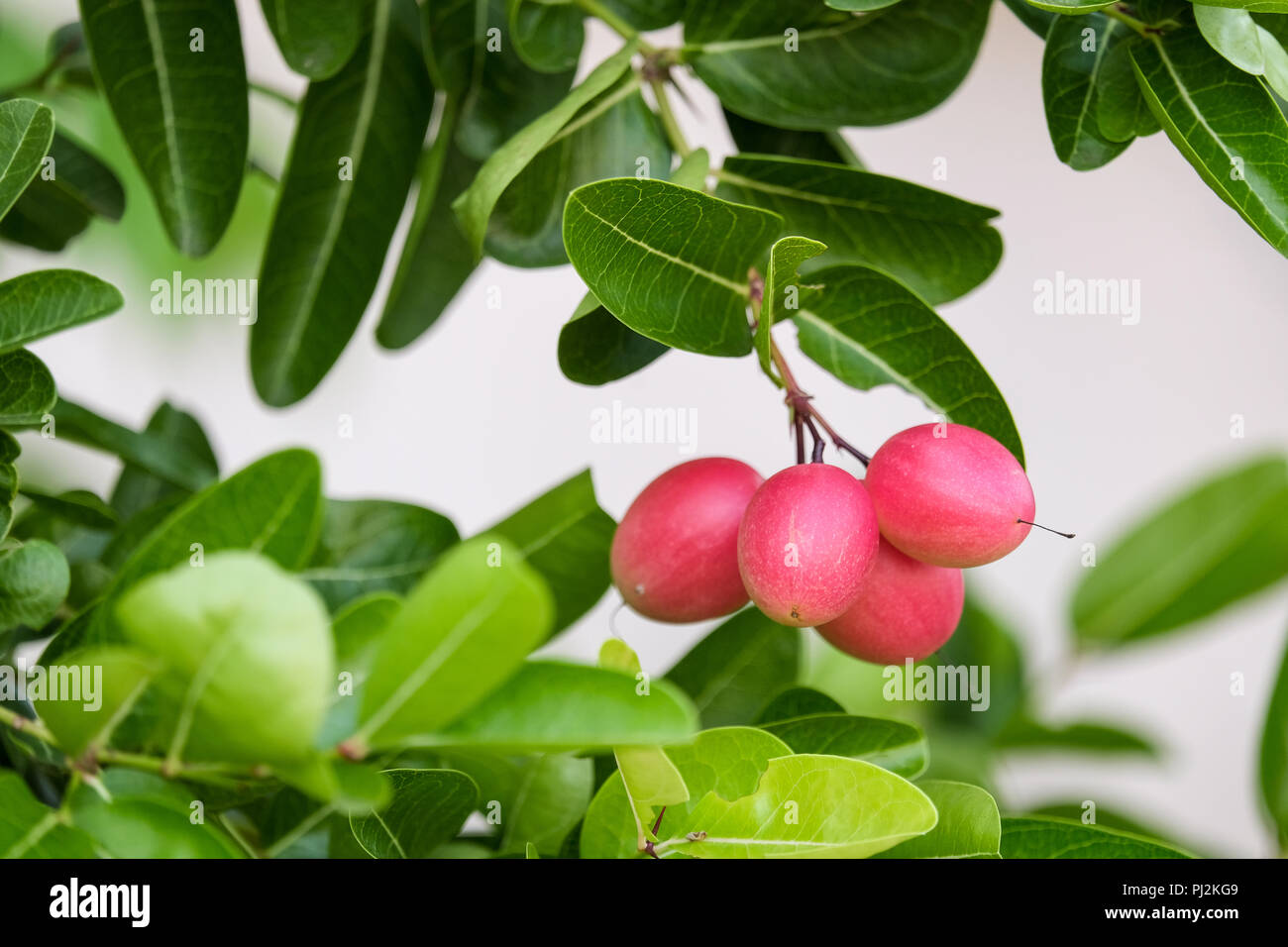 Red fruits under the tree Stock Photo - Alamy