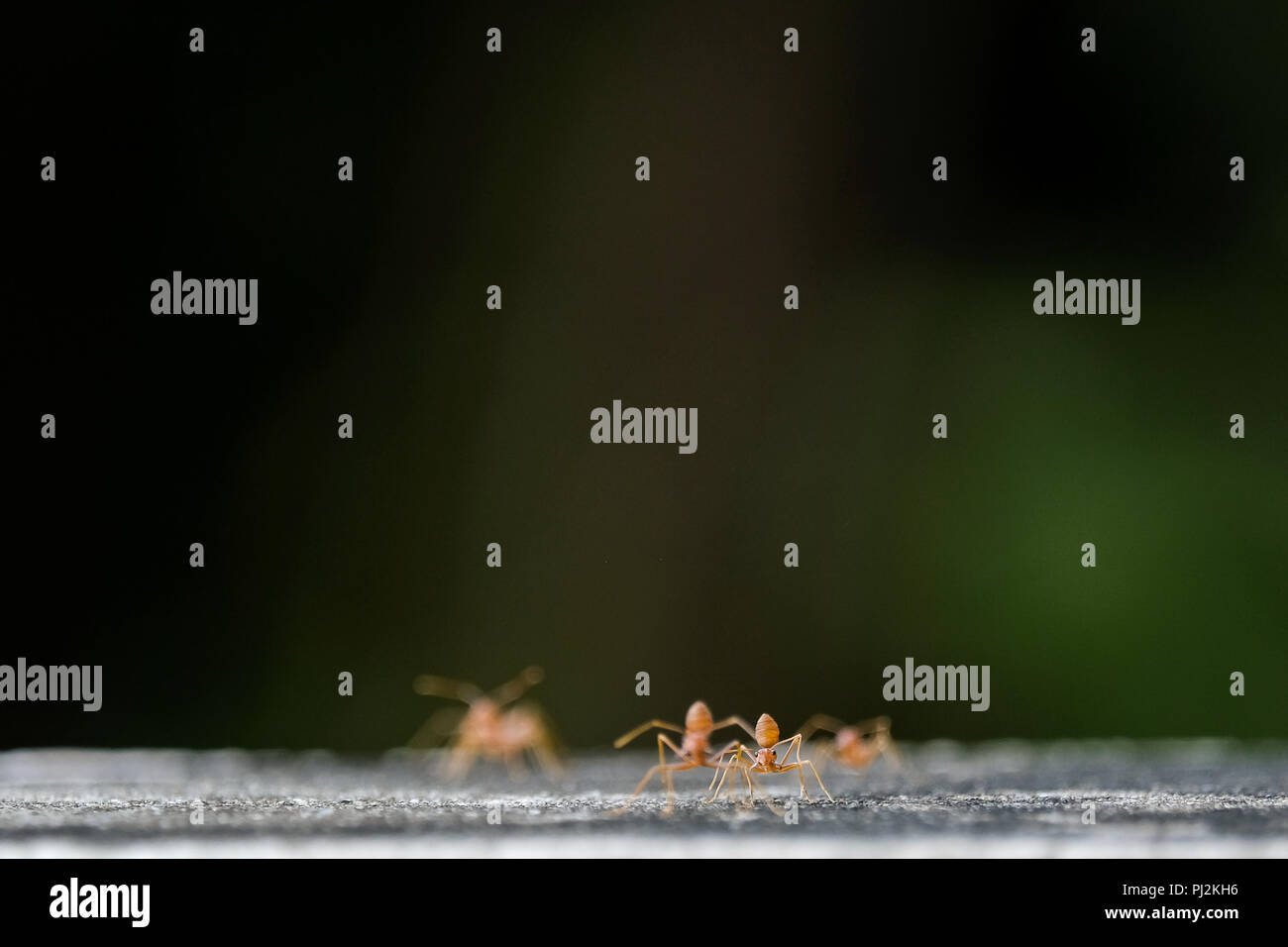 Group ants working together team hi-res stock photography and images ...