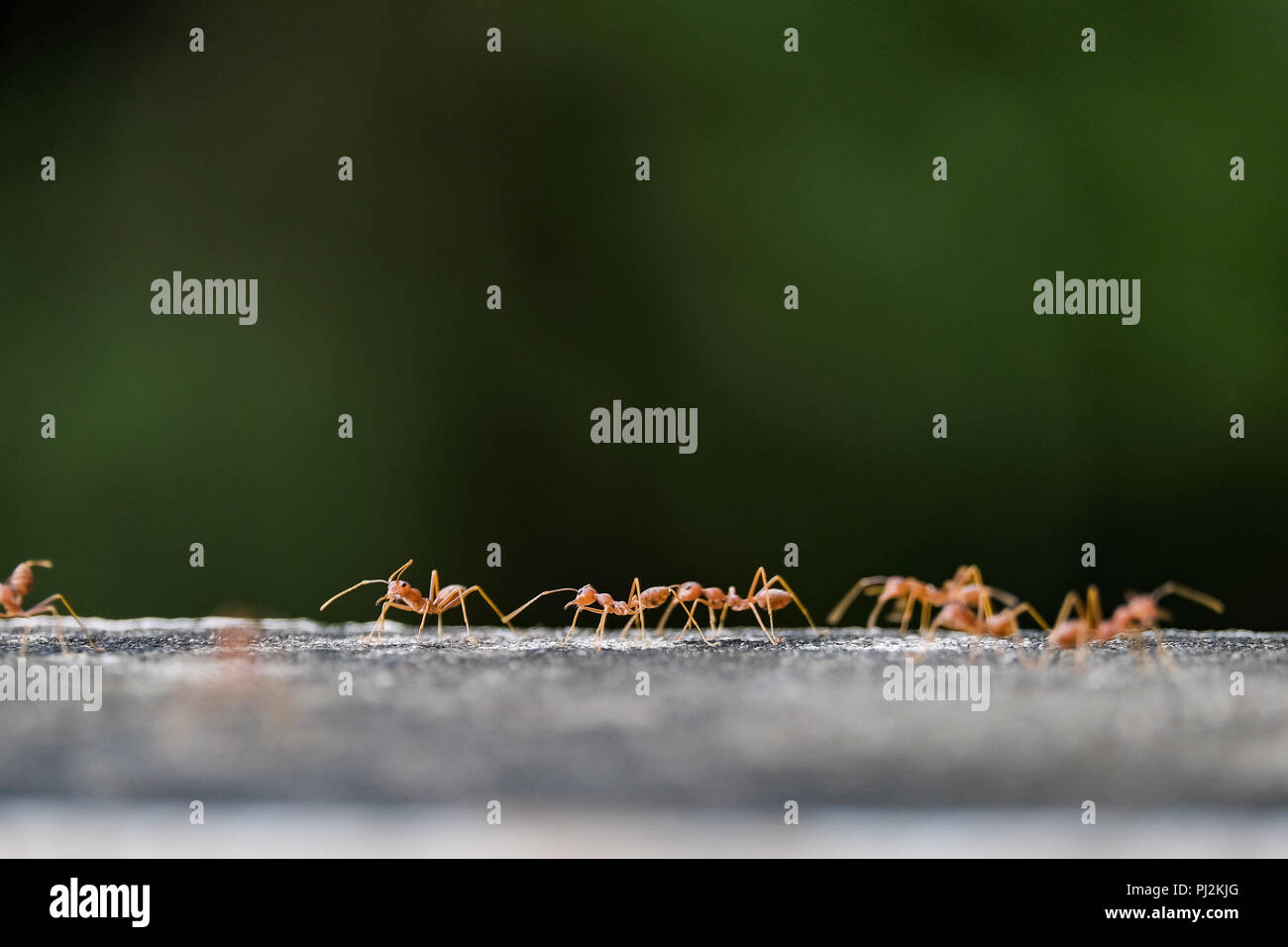 Ants on a wall hi-res stock photography and images - Alamy