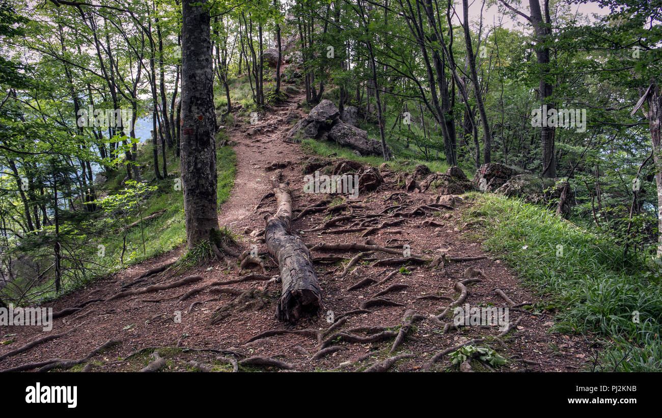 Tara mountain national park serbia hi-res stock photography and images ...