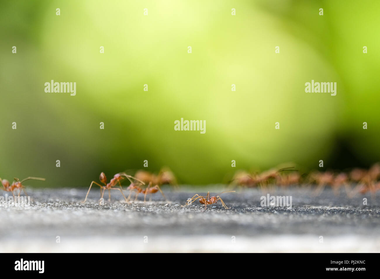 Ants on a wall hi-res stock photography and images - Alamy