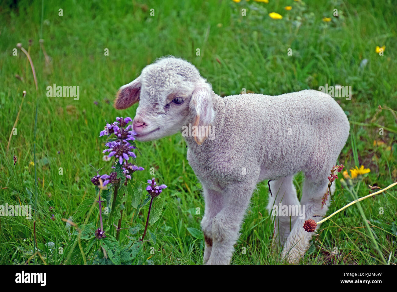 Wonders of Life Stock Photo - Alamy