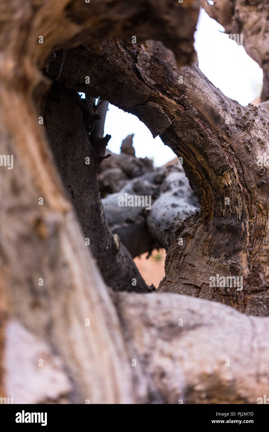 old tree trunk close up abstract view wood texture Stock Photo - Alamy