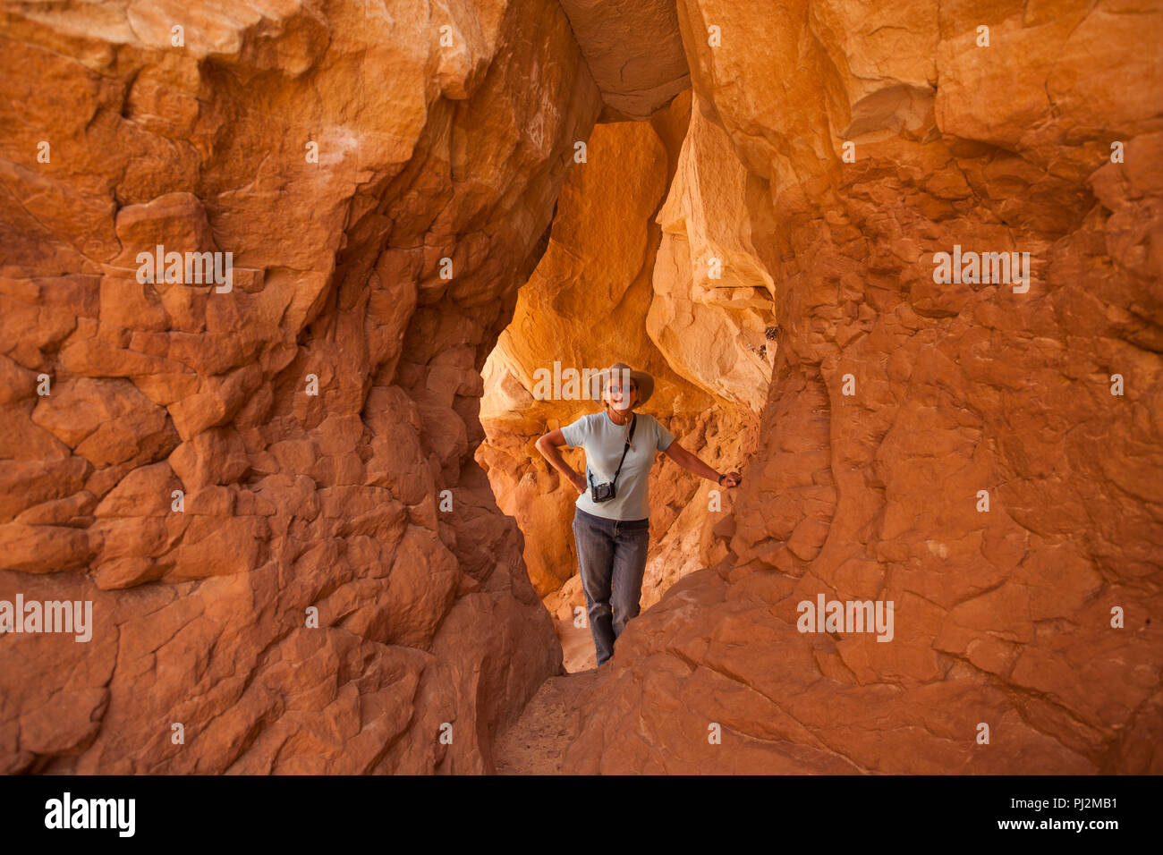 Blue and yellow lizard on rock hi-res stock photography and images - Alamy