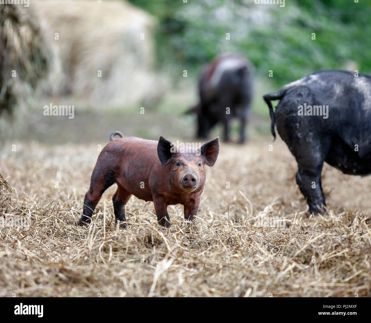 Outdoor pigs hi-res stock photography and images - Alamy