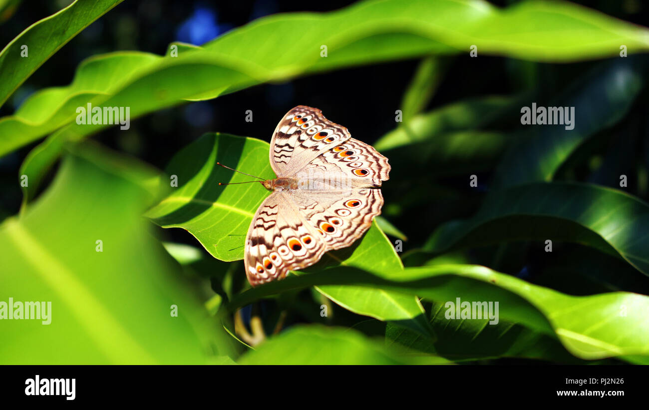 Grey winged butterfly hi-res stock photography and images - Alamy
