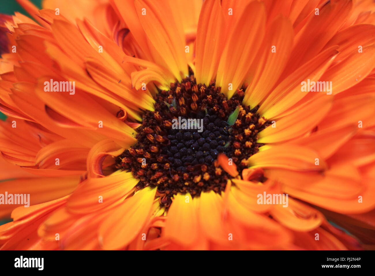 Calendula pot flower Stock Photo - Alamy