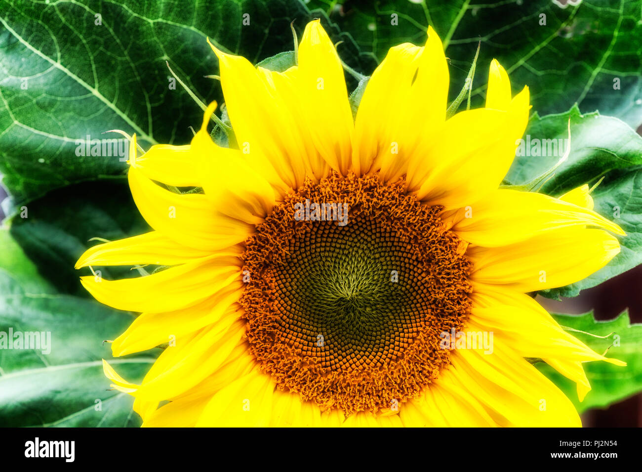 Diffused Close-up portrait of a sun flower Stock Photo - Alamy