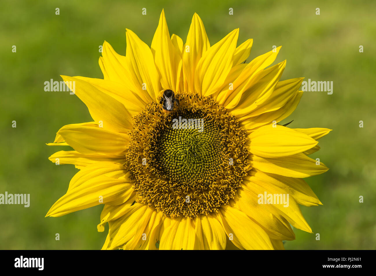 Close-up portrait of a sun flower with obliging bumble bee Stock Photo ...
