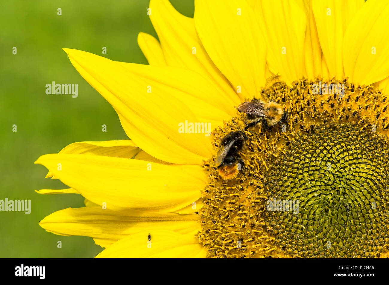 Close-up portrait of a sun flower with obliging bumble bee Stock Photo ...