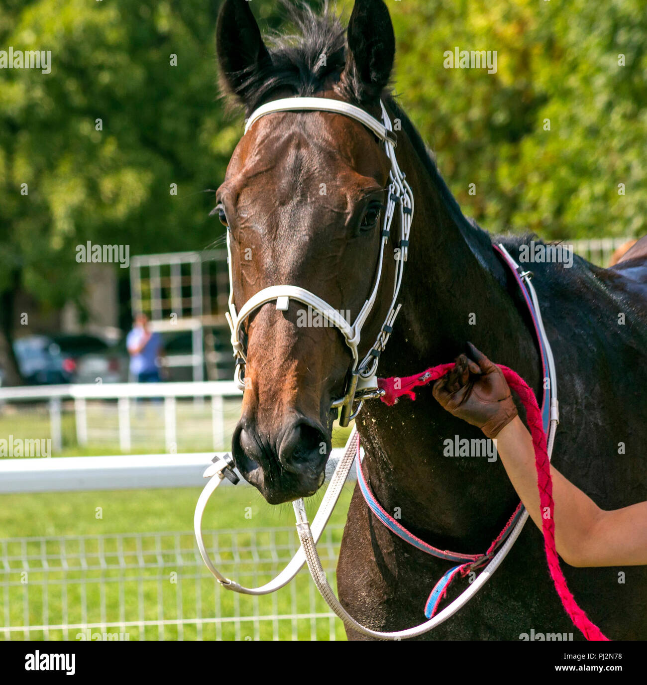Portrait of a thoroughbred horse before the race Stock Photo - Alamy