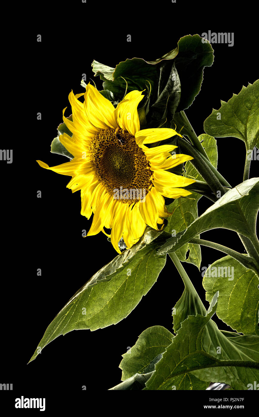 Solarised portraits of a Sun Flower Stock Photo - Alamy