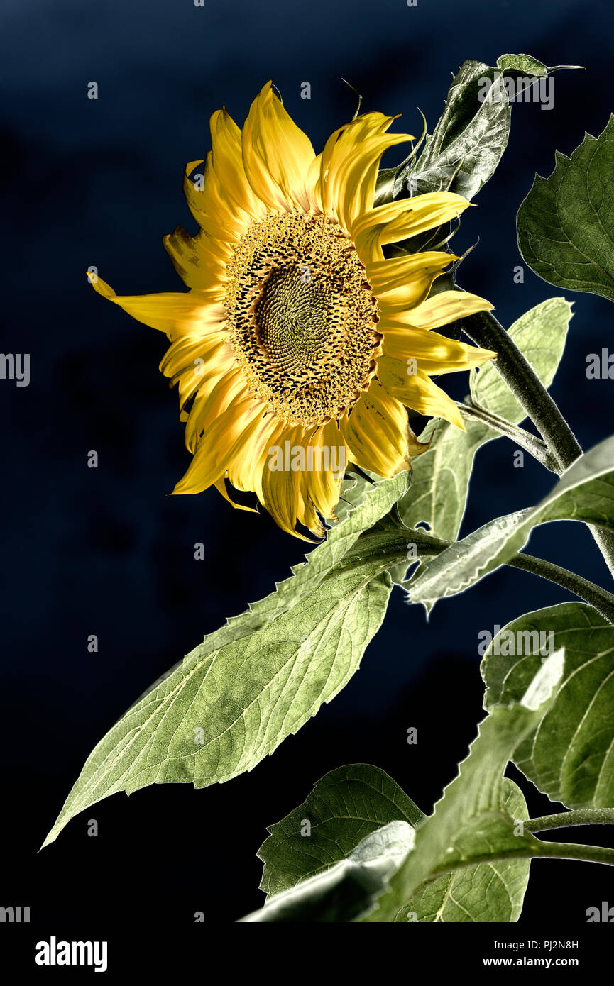 Solarised hi-res stock photography and images - Alamy