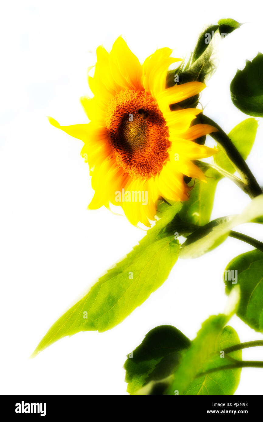 Diffused sun hi-res stock photography and images - Alamy