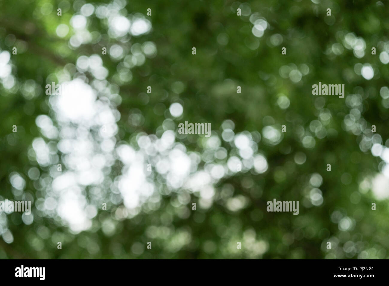 Green tree bokeh Stock Photo - Alamy