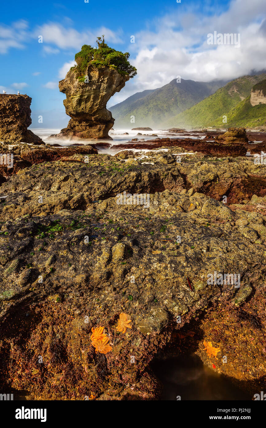 Motukiekie Beach on the west coast of New Zealand's South Island is ...