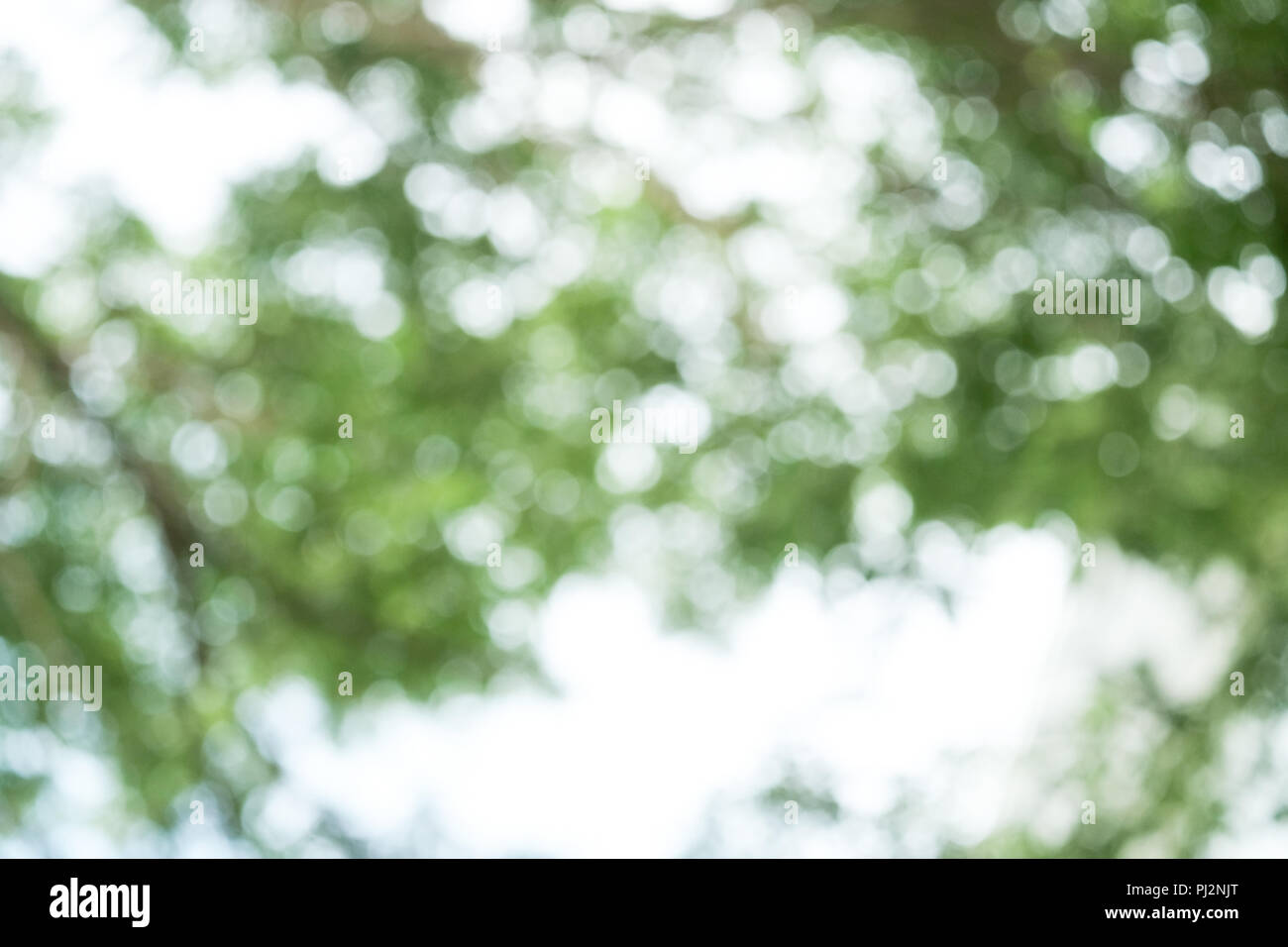 Green tree bokeh Stock Photo - Alamy