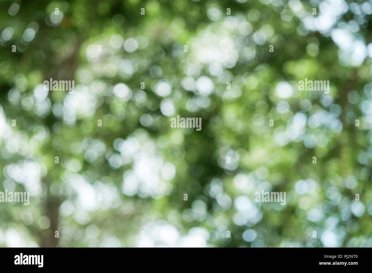 Green tree bokeh Stock Photo - Alamy