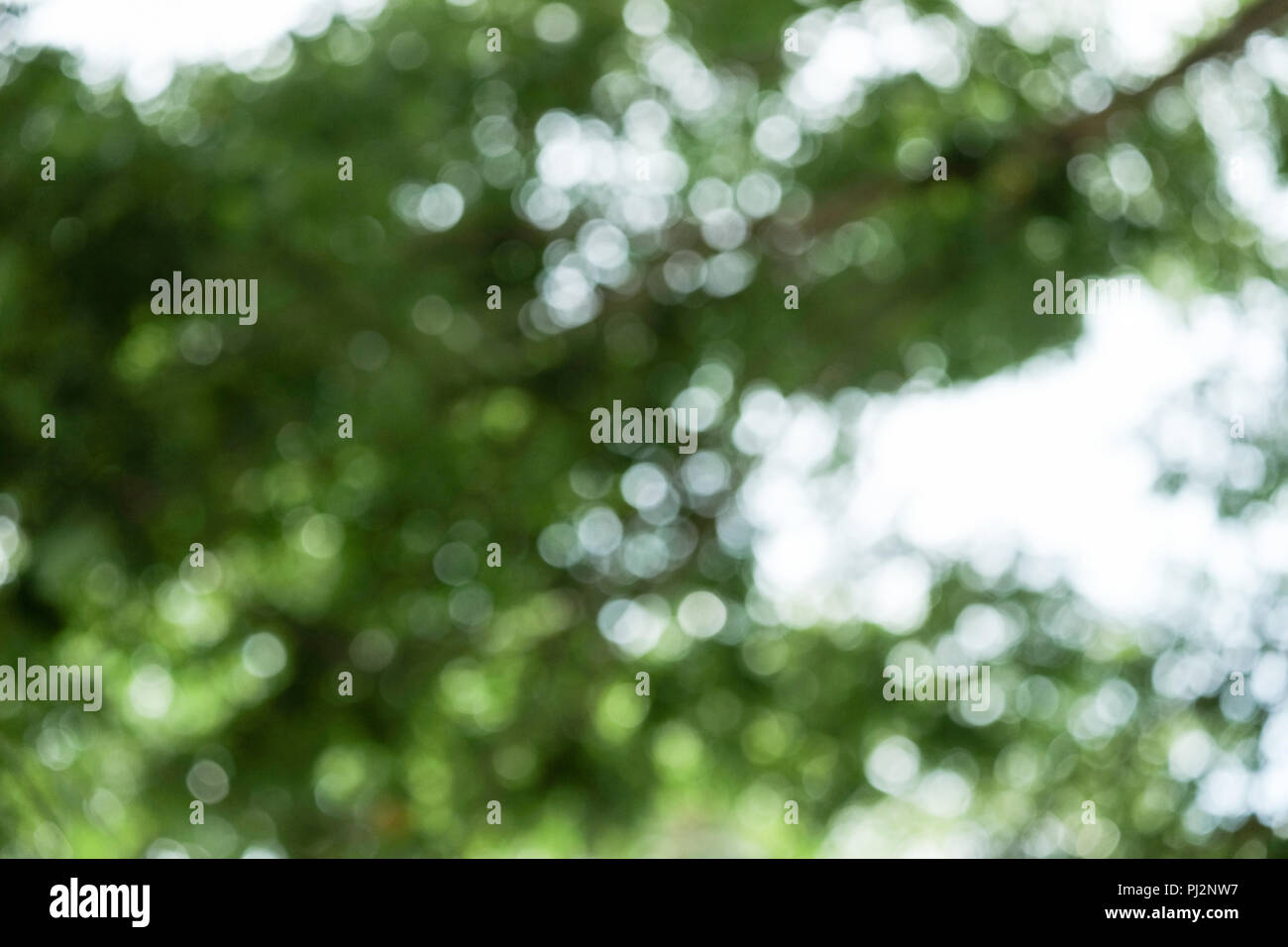Green tree bokeh Stock Photo - Alamy