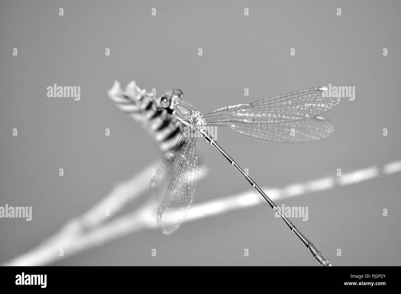 Zygoptera odonata Black and White Stock Photos & Images - Alamy