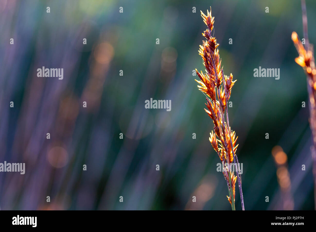 Sunset and grass hi-res stock photography and images - Alamy