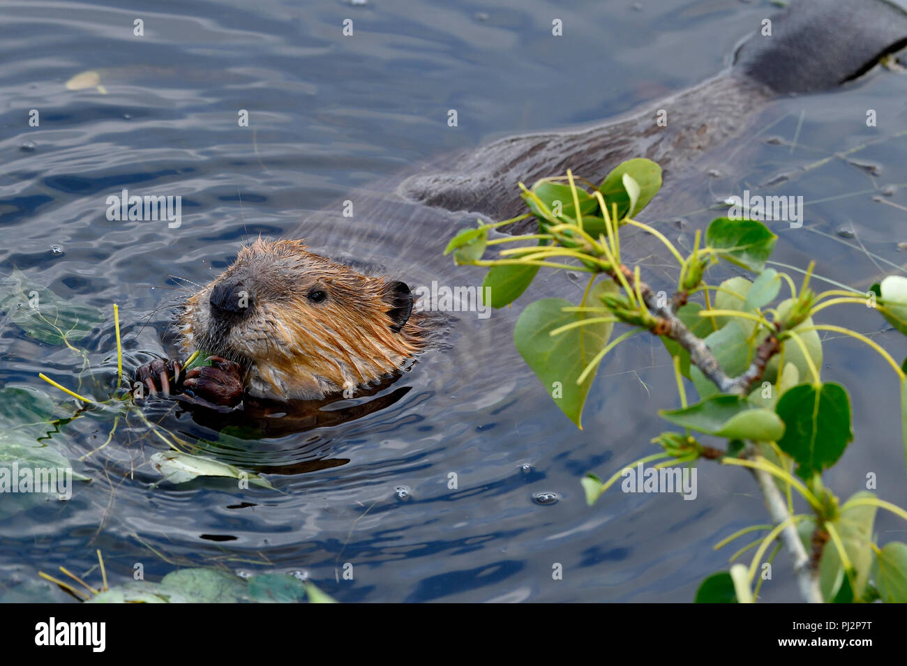 Mature beaver hi-res stock photography and images - Alamy