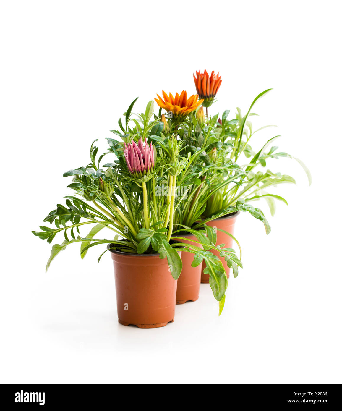 Colorful Gazania plants in the flowerpot isolated on white Stock Photo ...