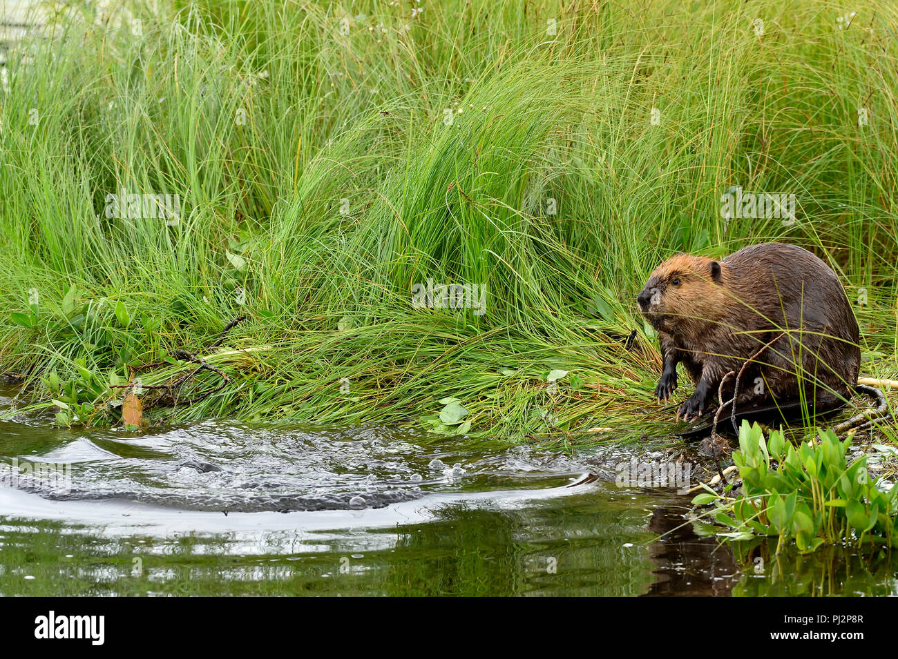 A young beaver 'Castor canadenis'; with a lost expression on his face ...