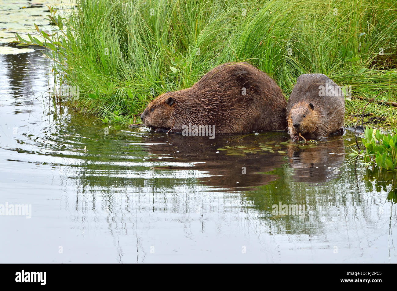 American beaver canadian beaver canadensis hi-res stock photography and ...