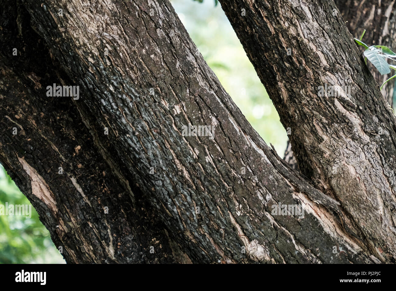 The dark brown branches Stock Photo - Alamy