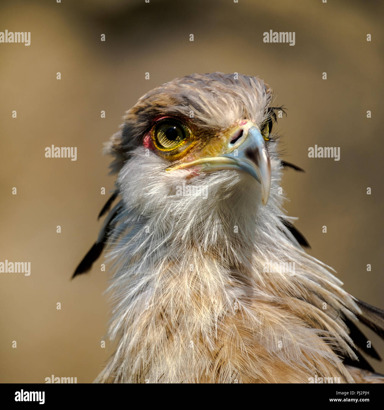 Portrait of a secretary bird Stock Photo - Alamy