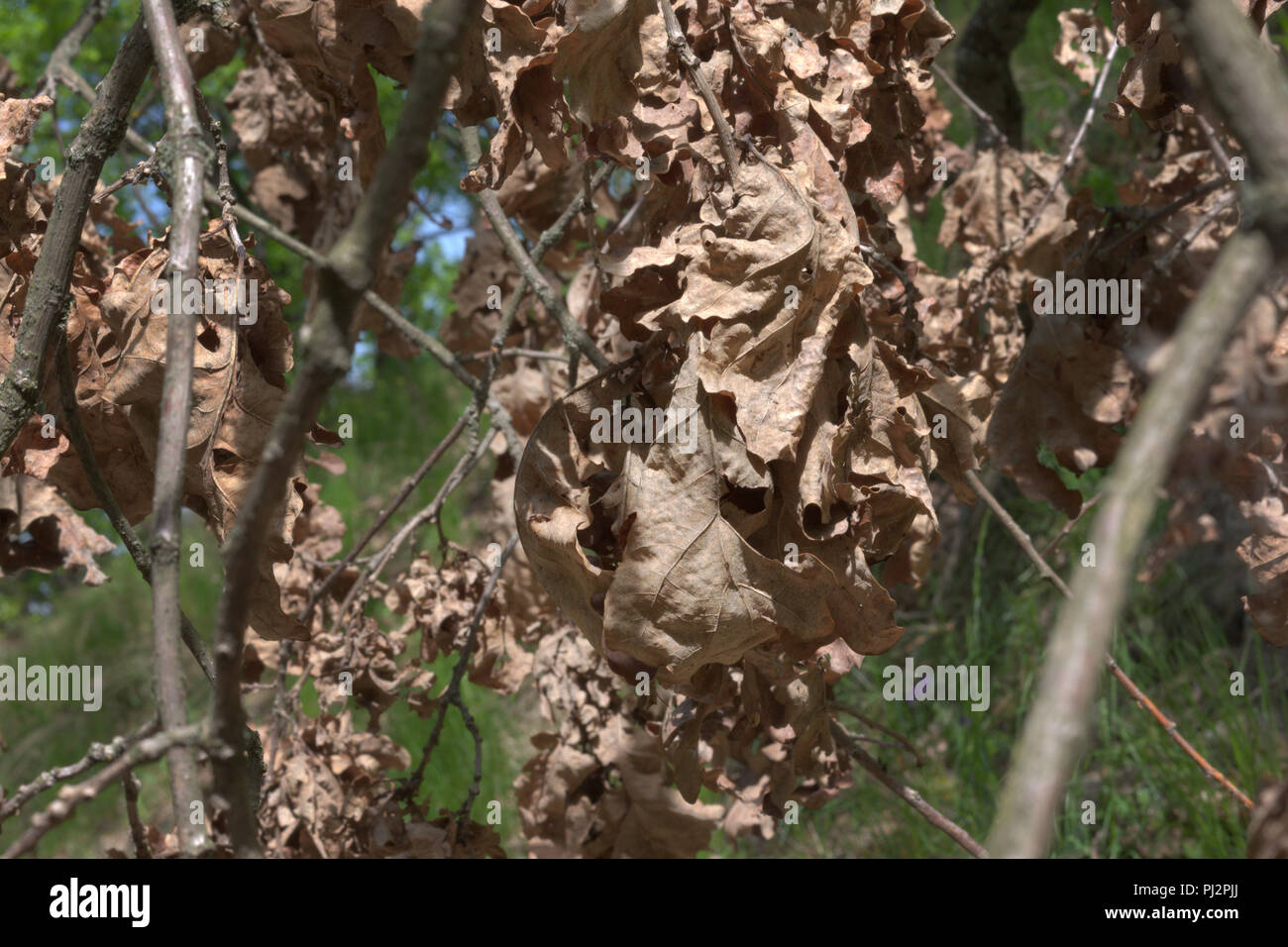 Withered oak hi-res stock photography and images - Alamy