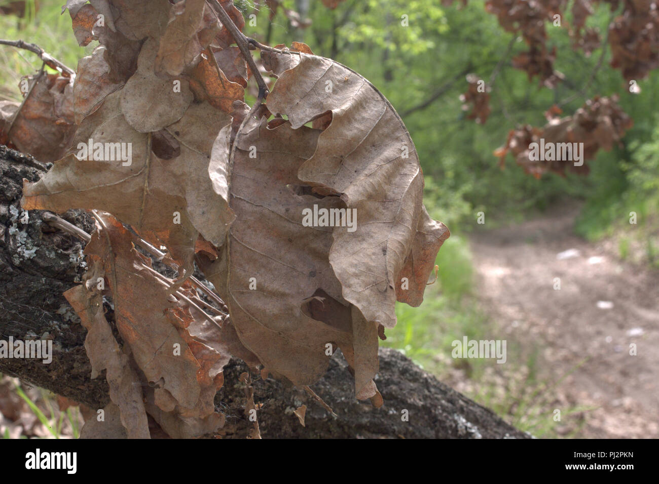 bunch of large faded oak leaves and trunk with cobweb Stock Photo - Alamy