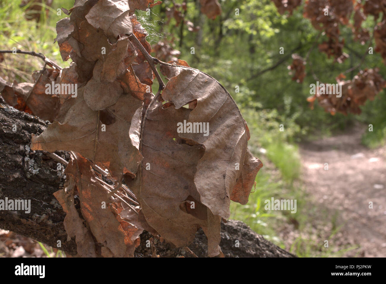 bunch of large faded oak leaves and trunk with cobweb at dirt road ...