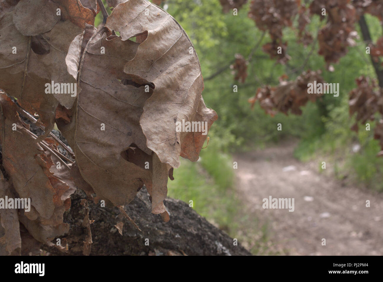 Oak leaves, large, withered, in lush bunch. closeup. dirt road under ...