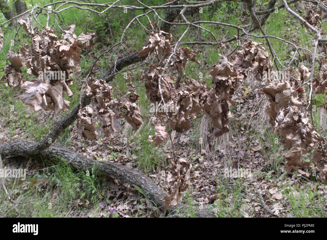 fallen oak branch, covered with withered leaves Stock Photo - Alamy