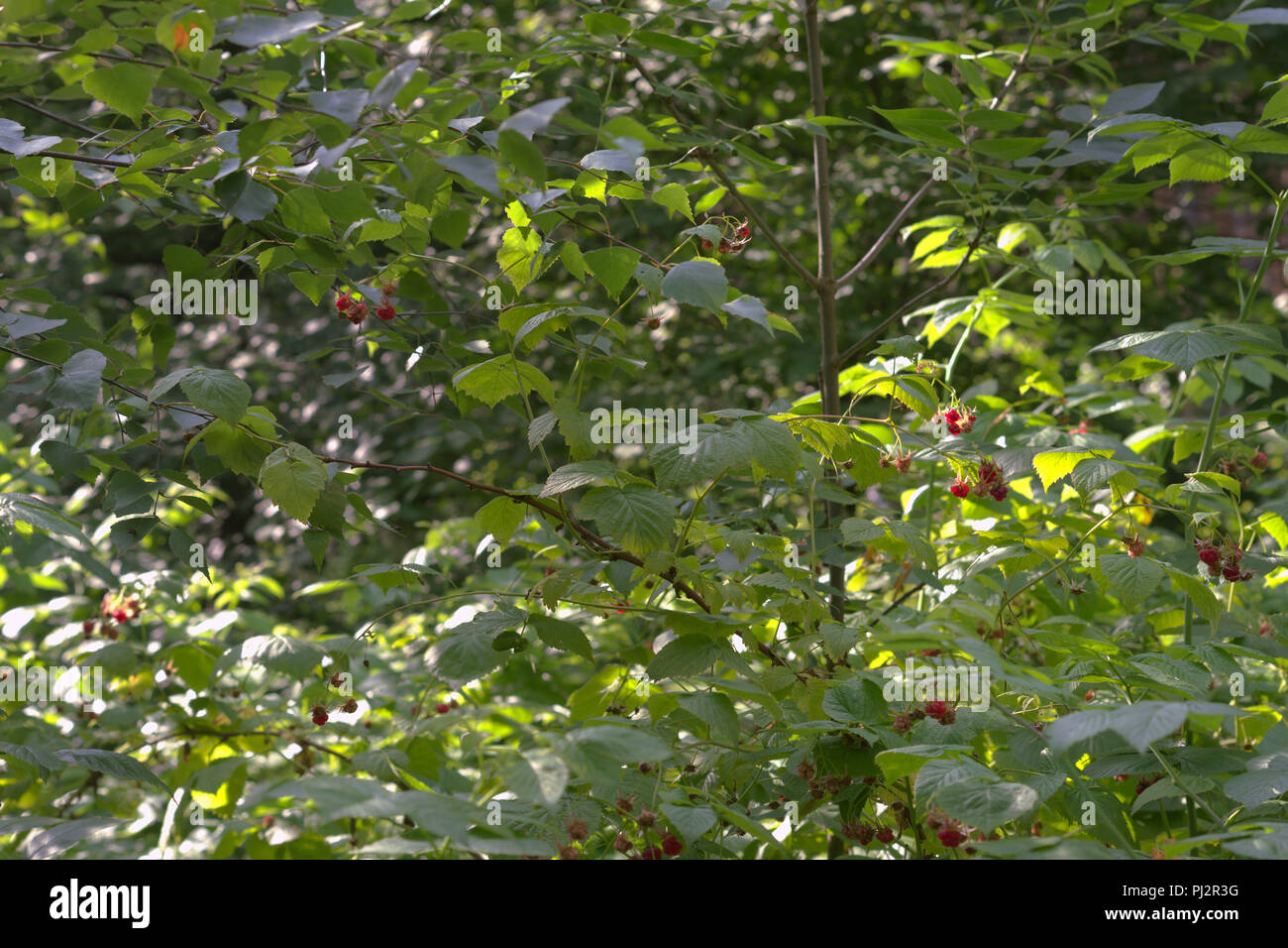Slow berry hi-res stock photography and images - Alamy