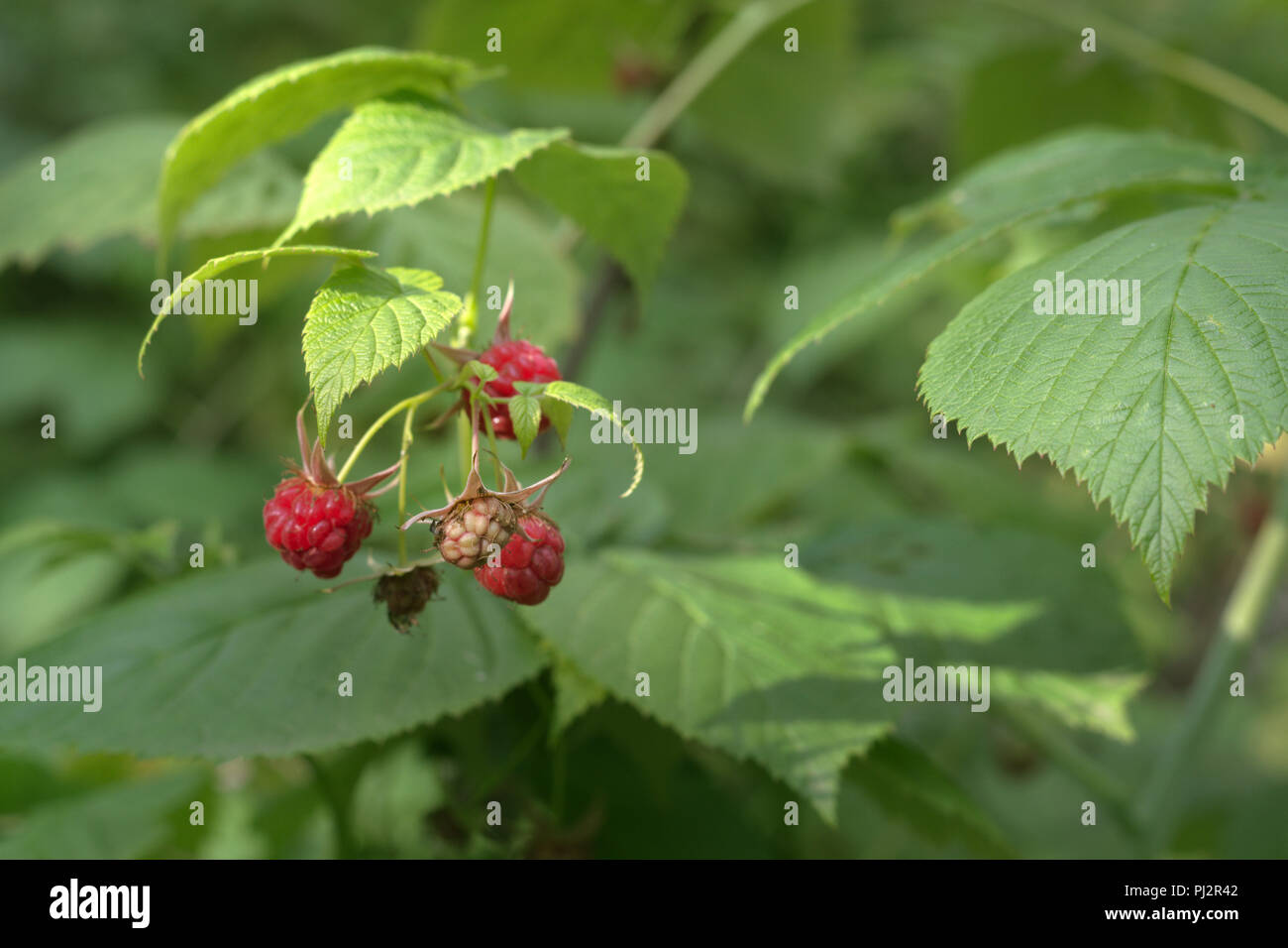 Well known wildflower genus hi-res stock photography and images - Alamy