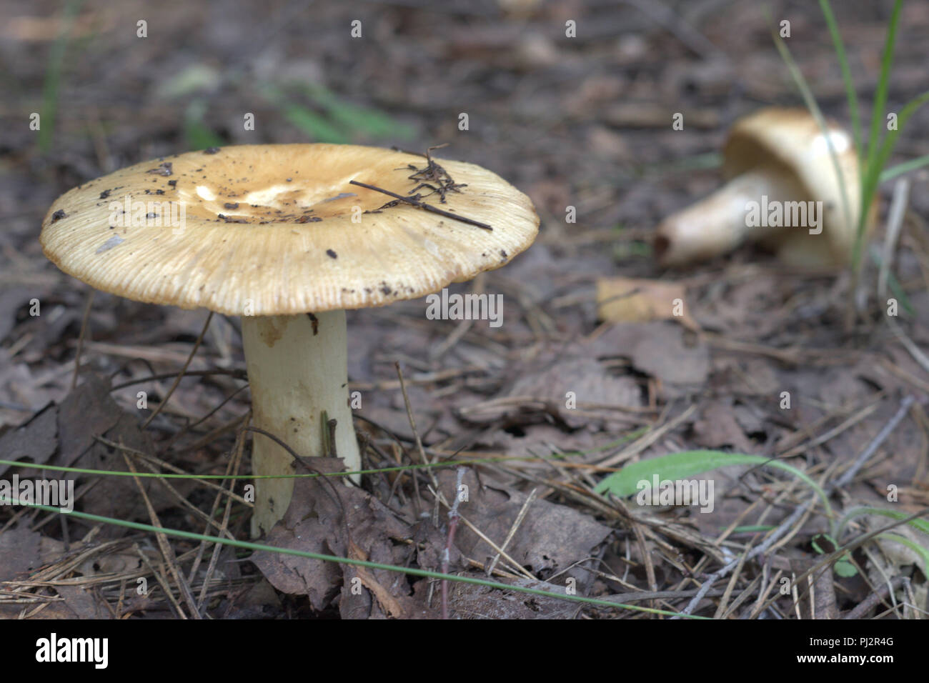 Ochre Brittlegills among last year's leaves. old pale yellow Russula ...